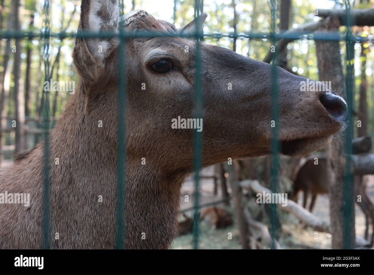 Young male deer antlers walks hi-res stock photography and images - Alamy