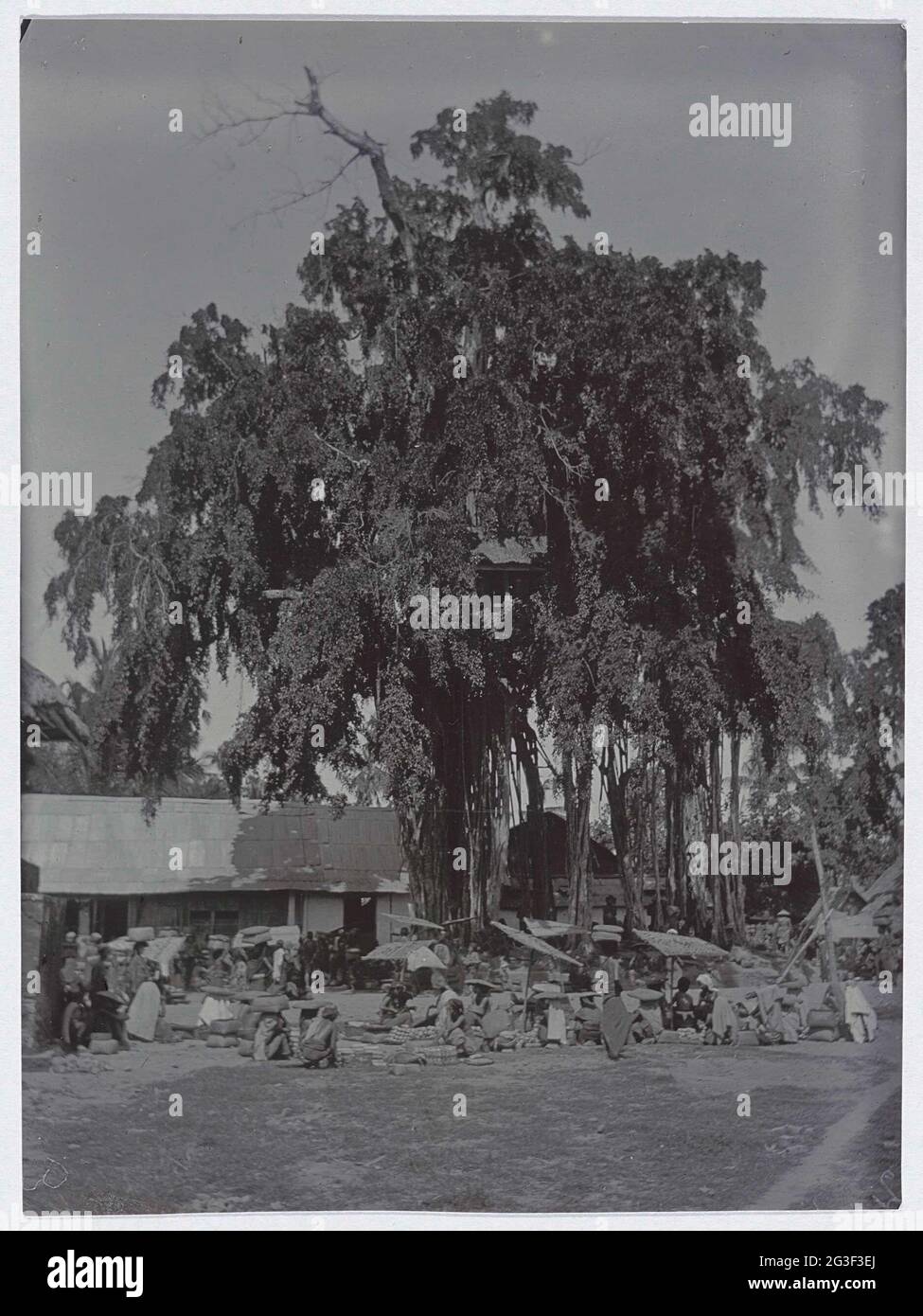 Waringin a hi-res stock photography and images - Alamy