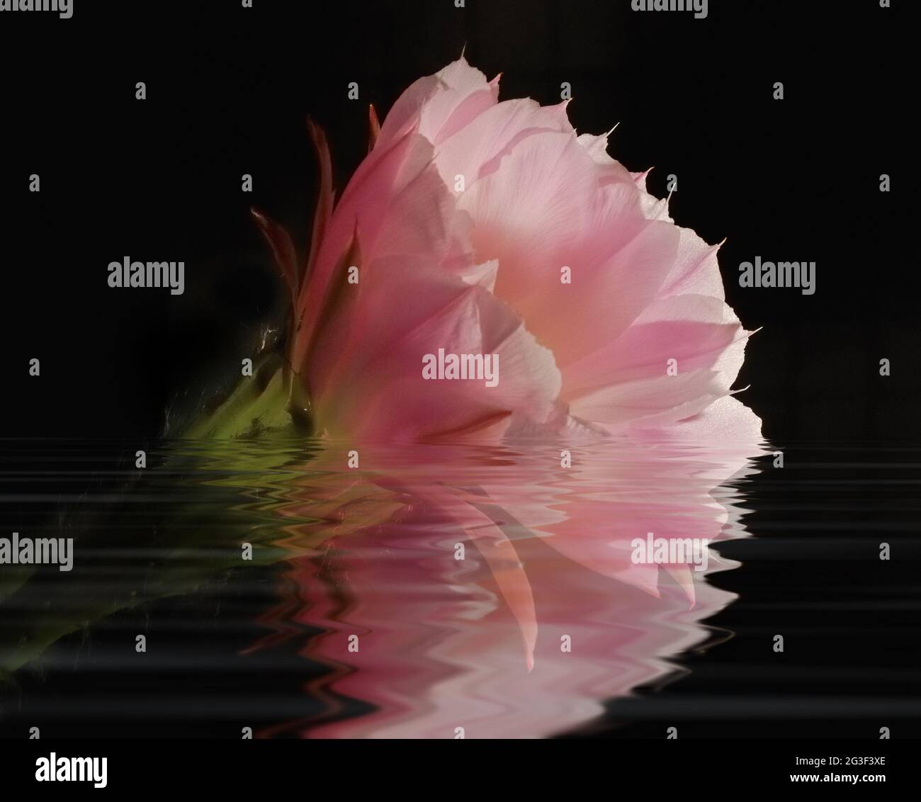 Flower reflections hi-res stock photography and images - Alamy