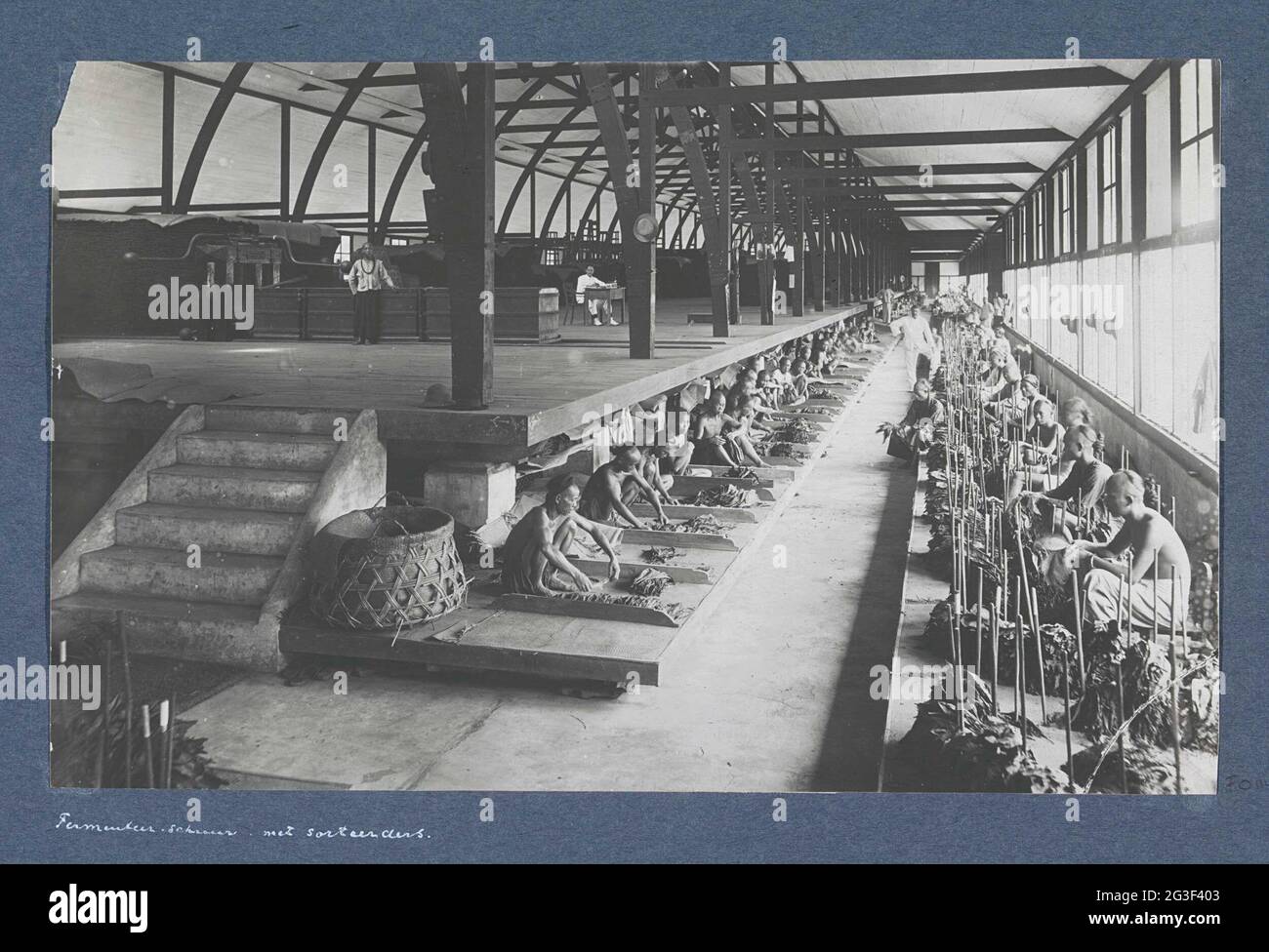 Indian workers sort tobacco leaves under the supervision of Europeans ...