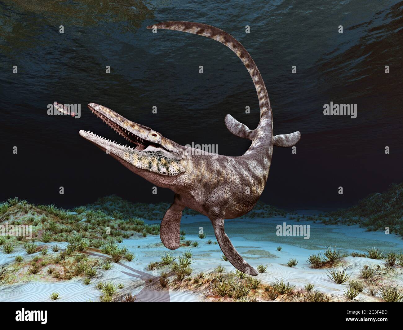 Tylosaurus hi-res stock photography and images - Alamy