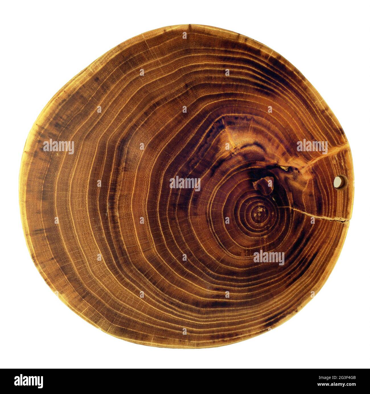 Tree fiber Cut Out Stock Images & Pictures - Alamy