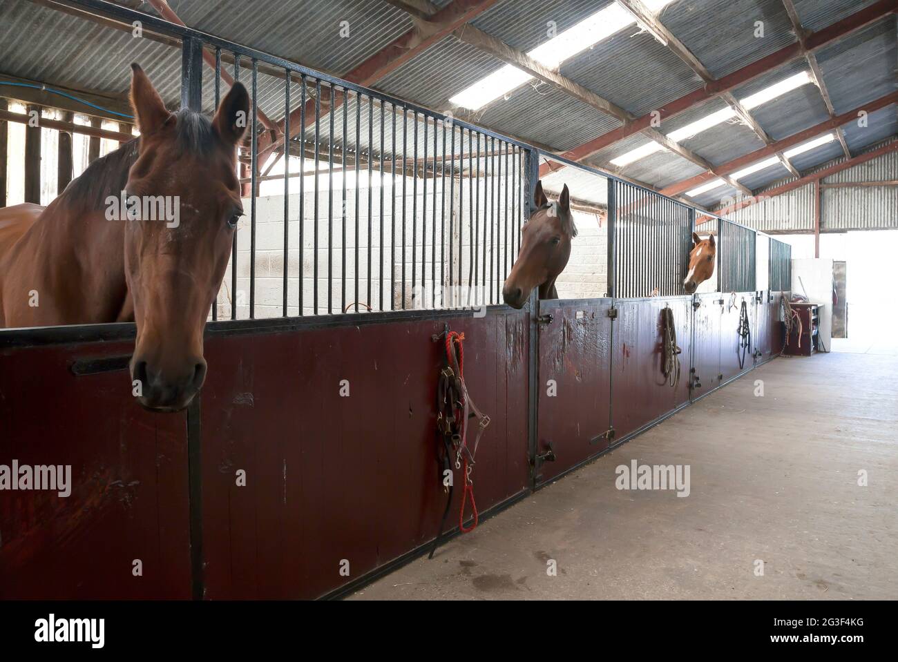 Horses in livery stables Stock Photo - Alamy