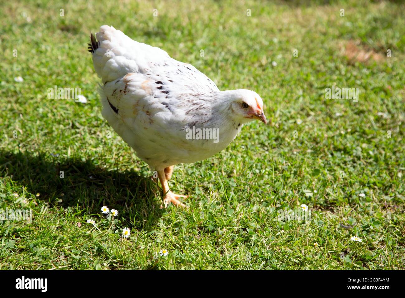 Domestic chicken chicks united kingdom hi-res stock photography and ...