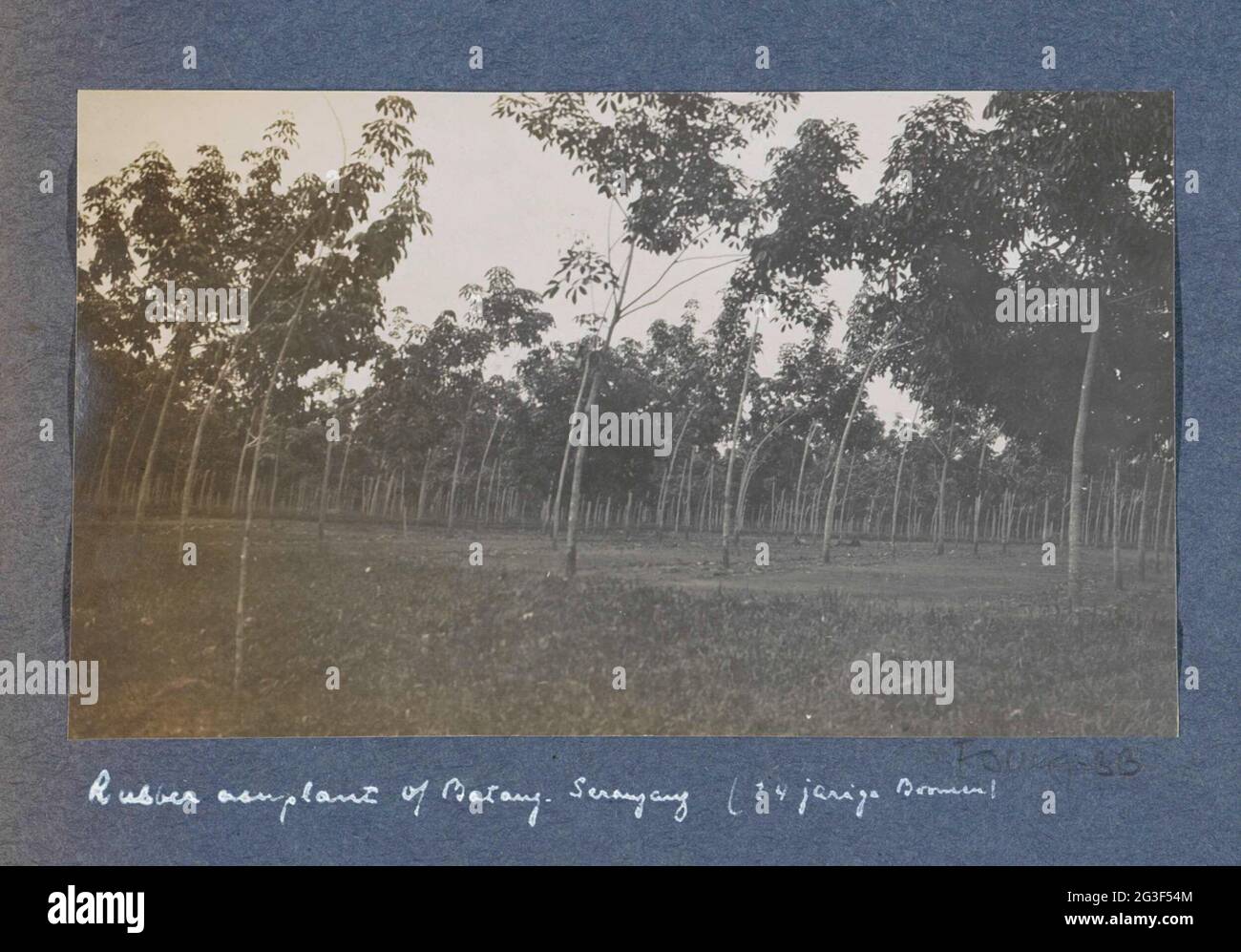 Four-year rubber plant from the Batang Serangang company on Sumatra ...