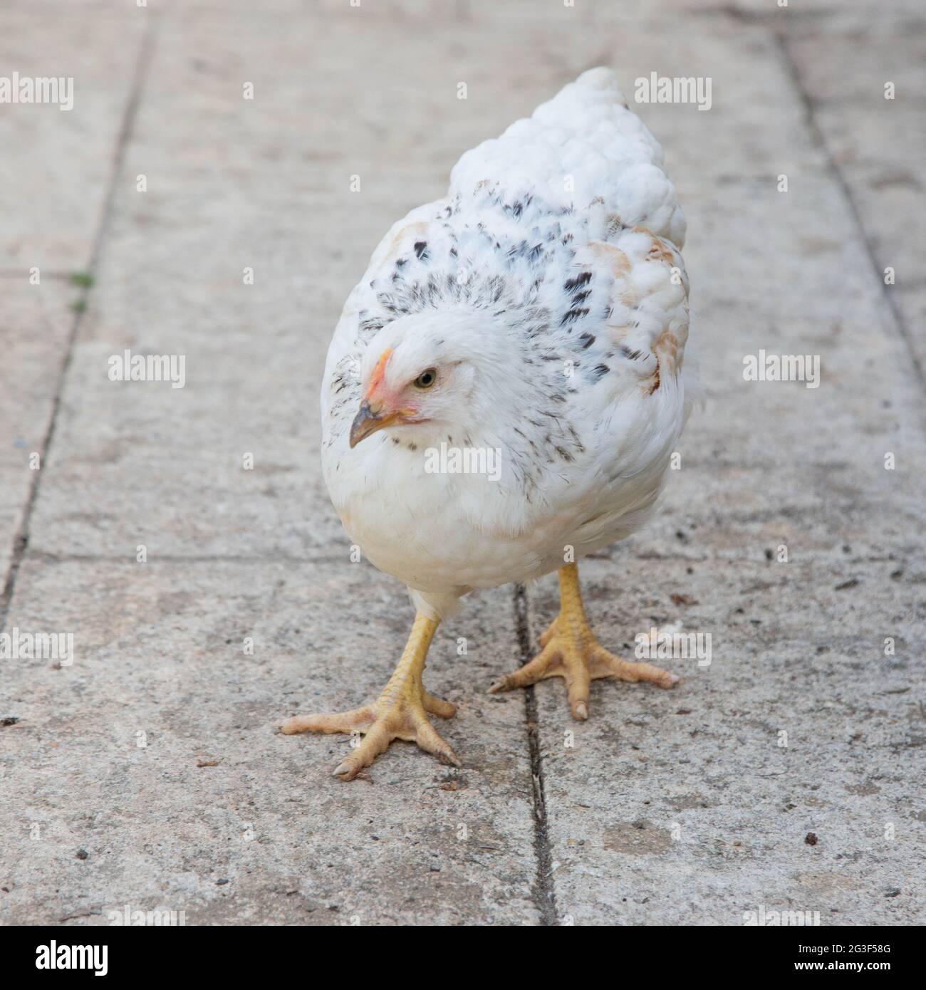Sussex chicken hi-res stock photography and images - Alamy