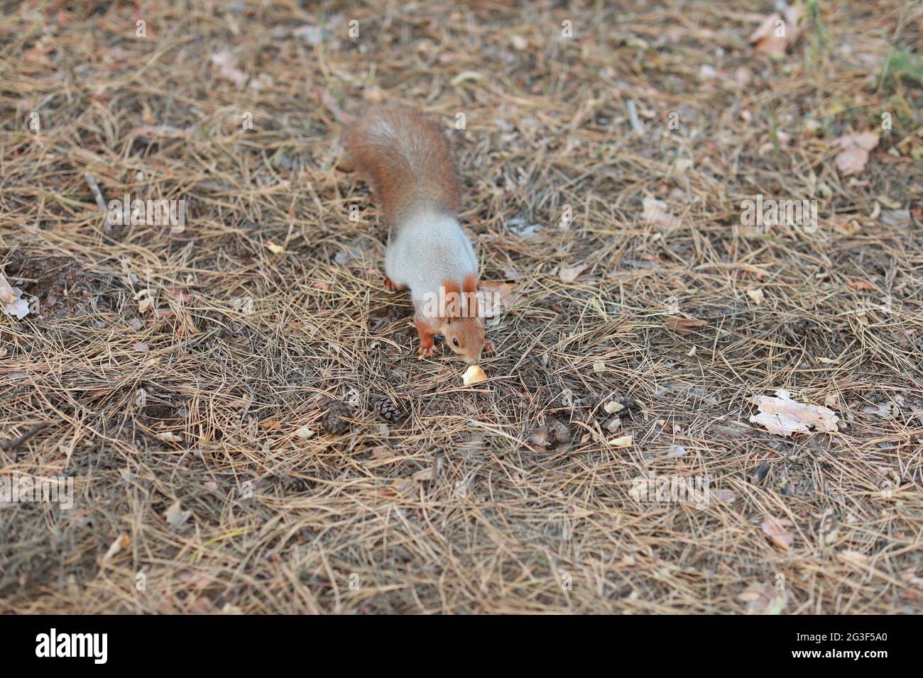 tame fluffy squirrel in the forest close-up eating nuts Stock Photo - Alamy