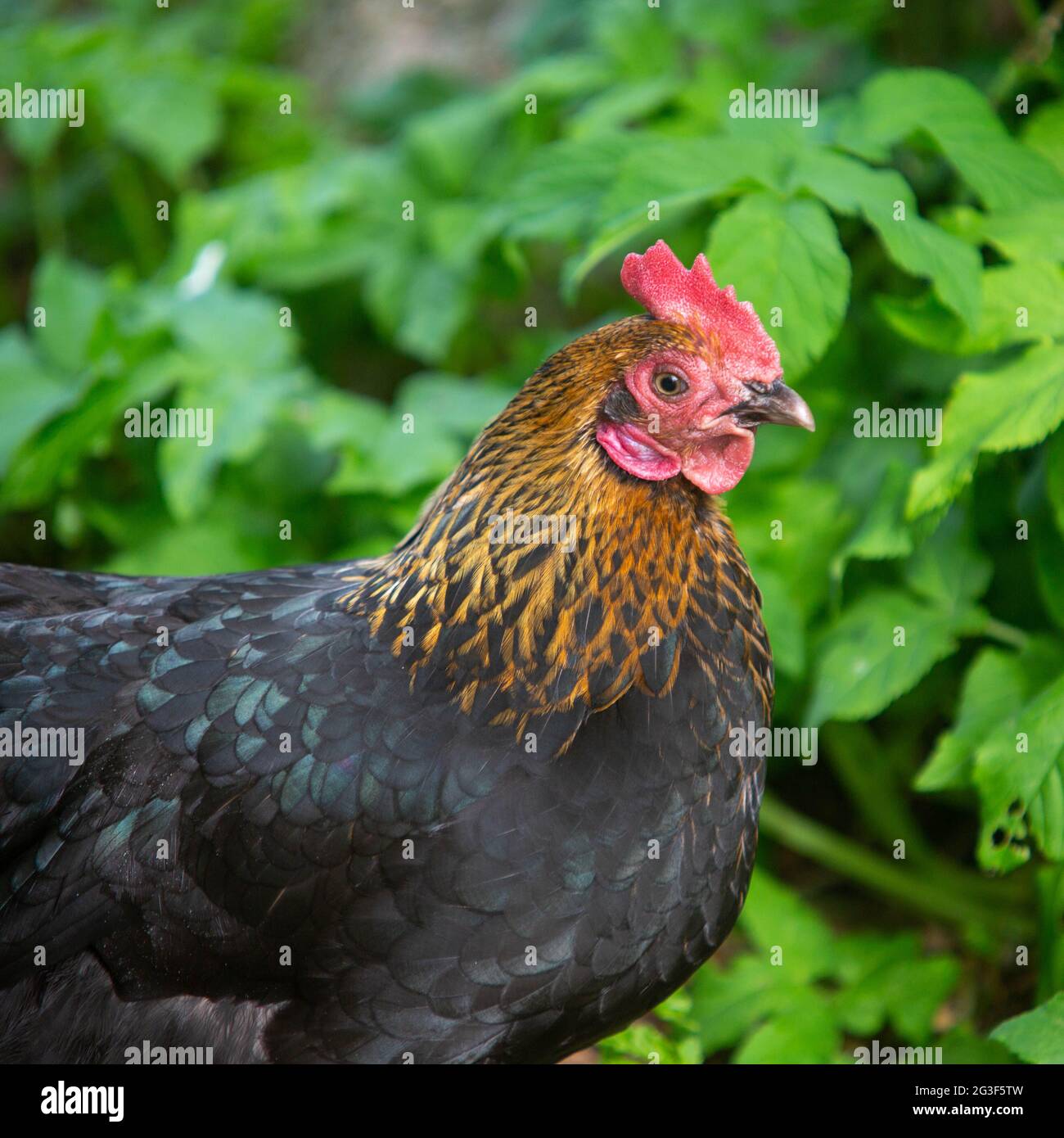 Domestic chicken chicks united kingdom hi-res stock photography and ...