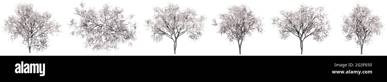 Set or collection of drawings of Ash trees isolated on white background ...