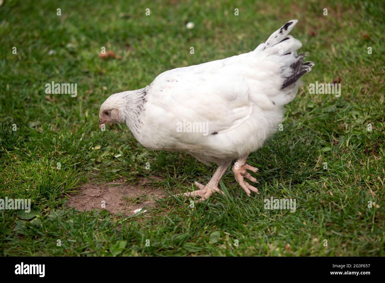 Chicken white feathers hi-res stock photography and images - Alamy