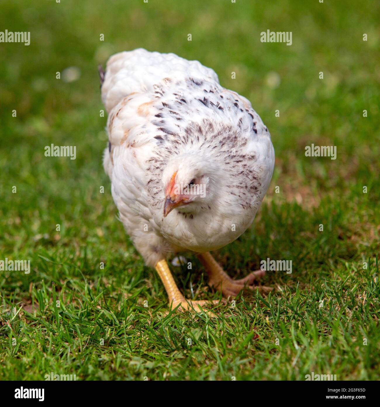 Domestic chicken chicks united kingdom hi-res stock photography and ...
