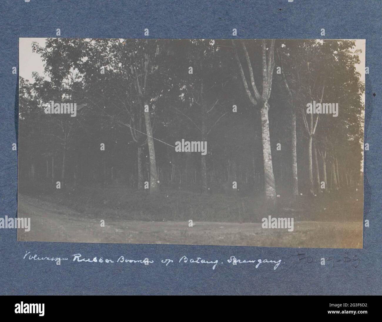 Adult rubber trees from the Batang Serangang on Sumatra. Part of travel ...