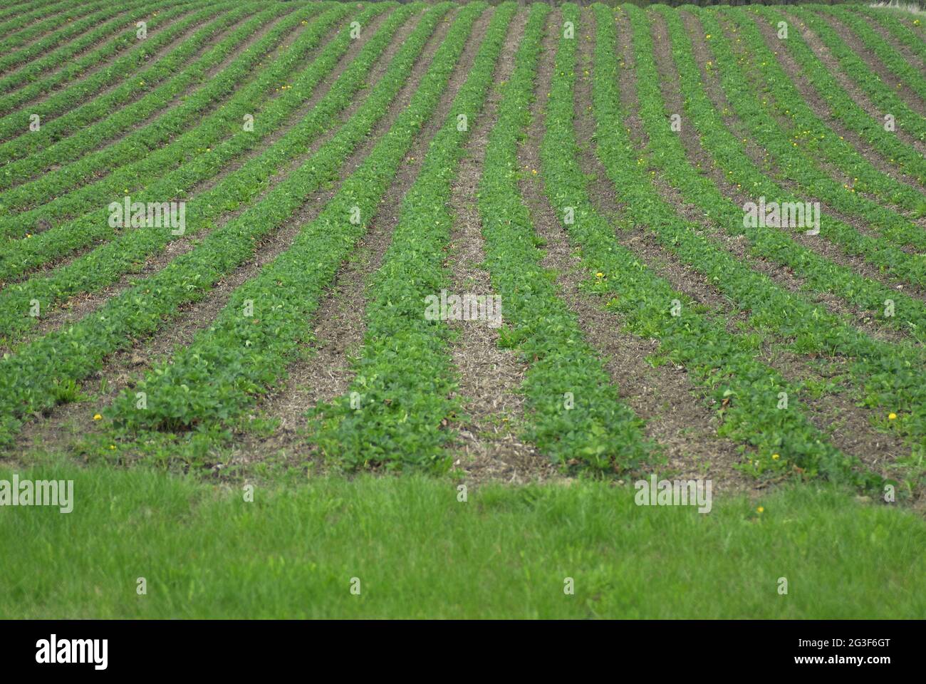 Field cultivation 02 Stock Photo - Alamy
