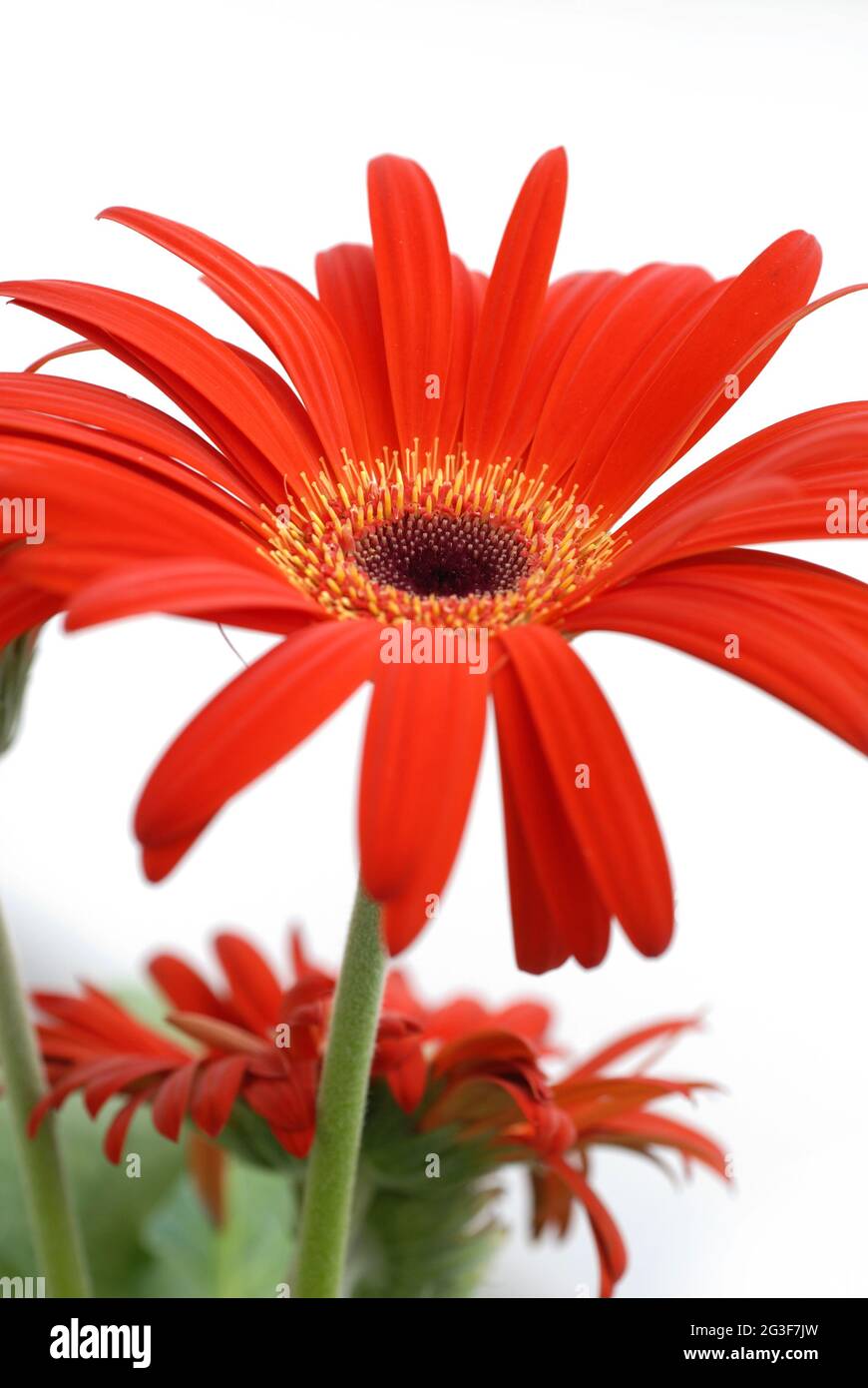 Gerbera viridifolia hi-res stock photography and images - Alamy