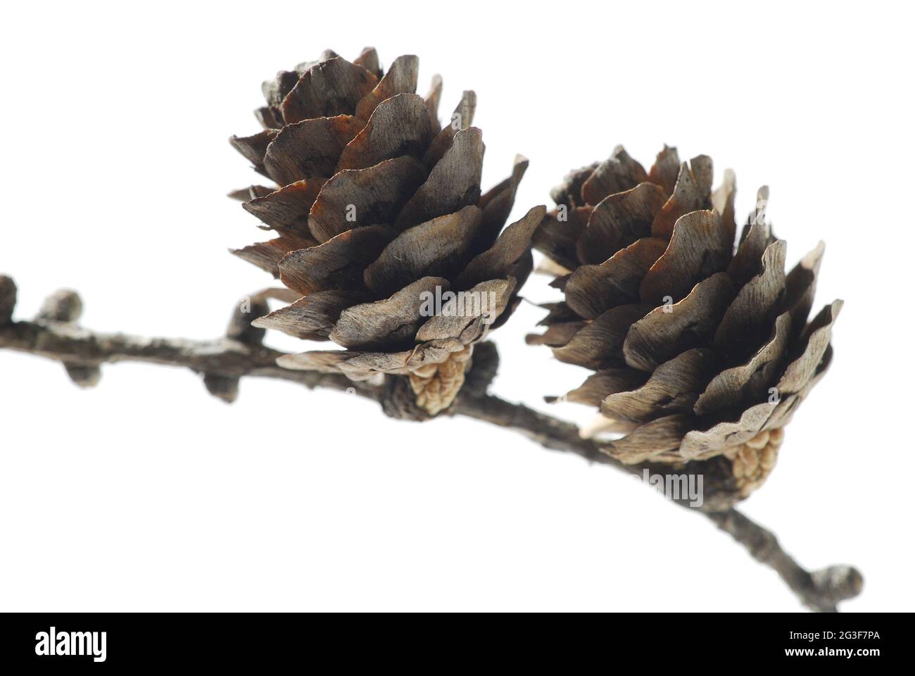 Larch cone hi-res stock photography and images - Alamy