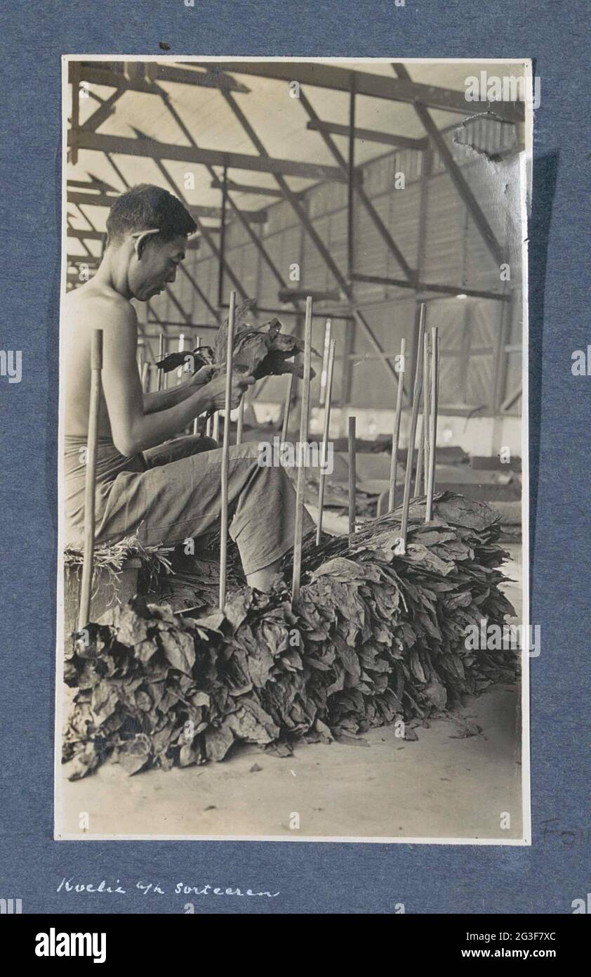 Indian man sorts tobacco in shed on Sumatra. Part of travel album with ...