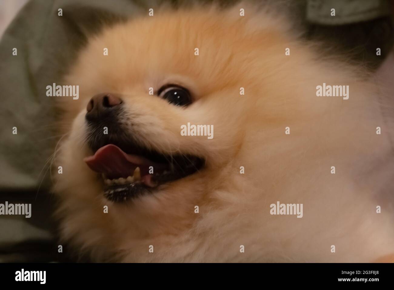 Funny capture of a friends dog Stock Photo - Alamy