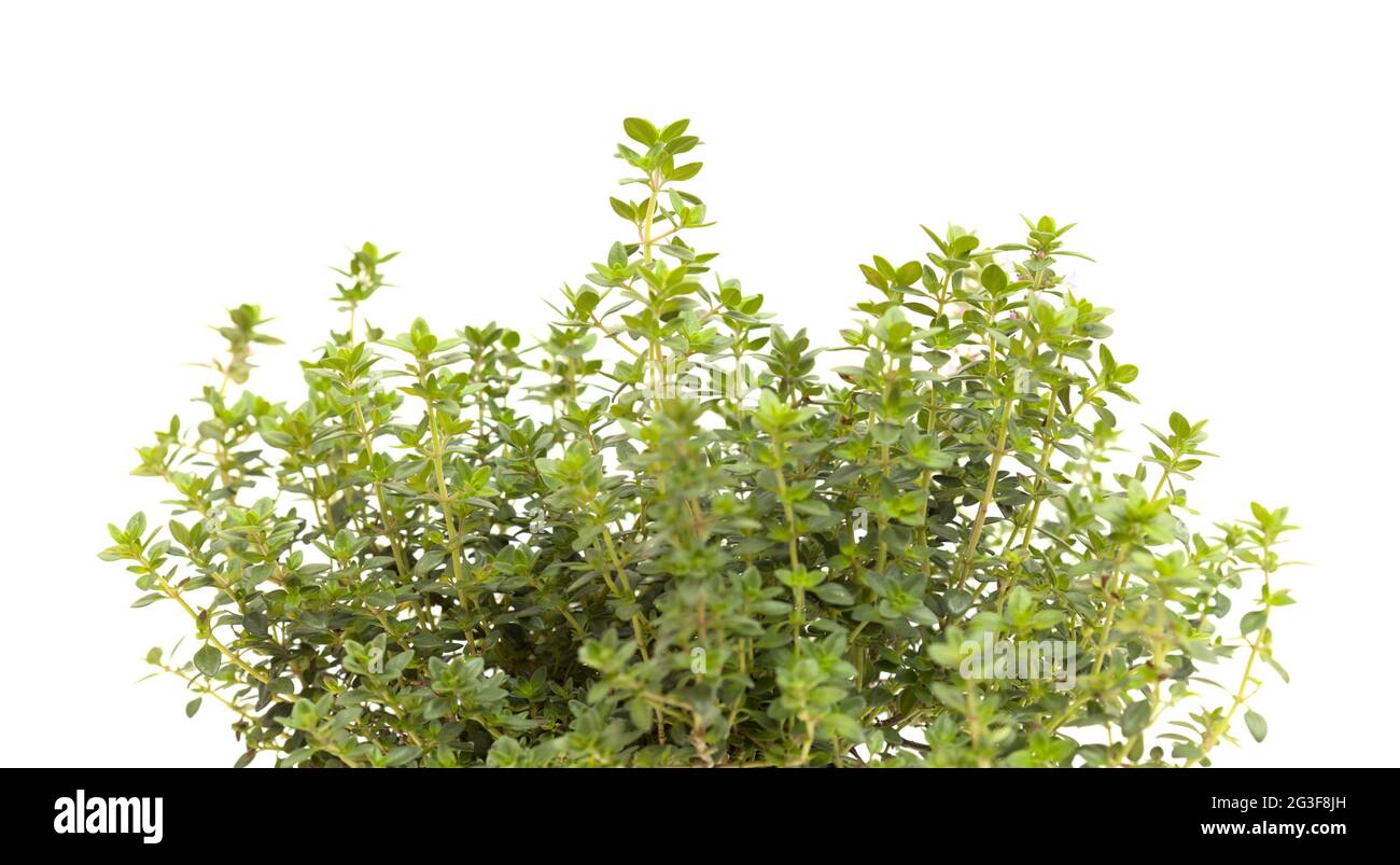 Thymus citriodorus AKA lemon thyme, isolated on white background Stock ...