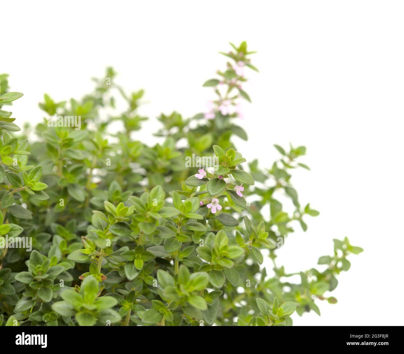Thymus citriodorus AKA lemon thyme, isolated on white background Stock ...