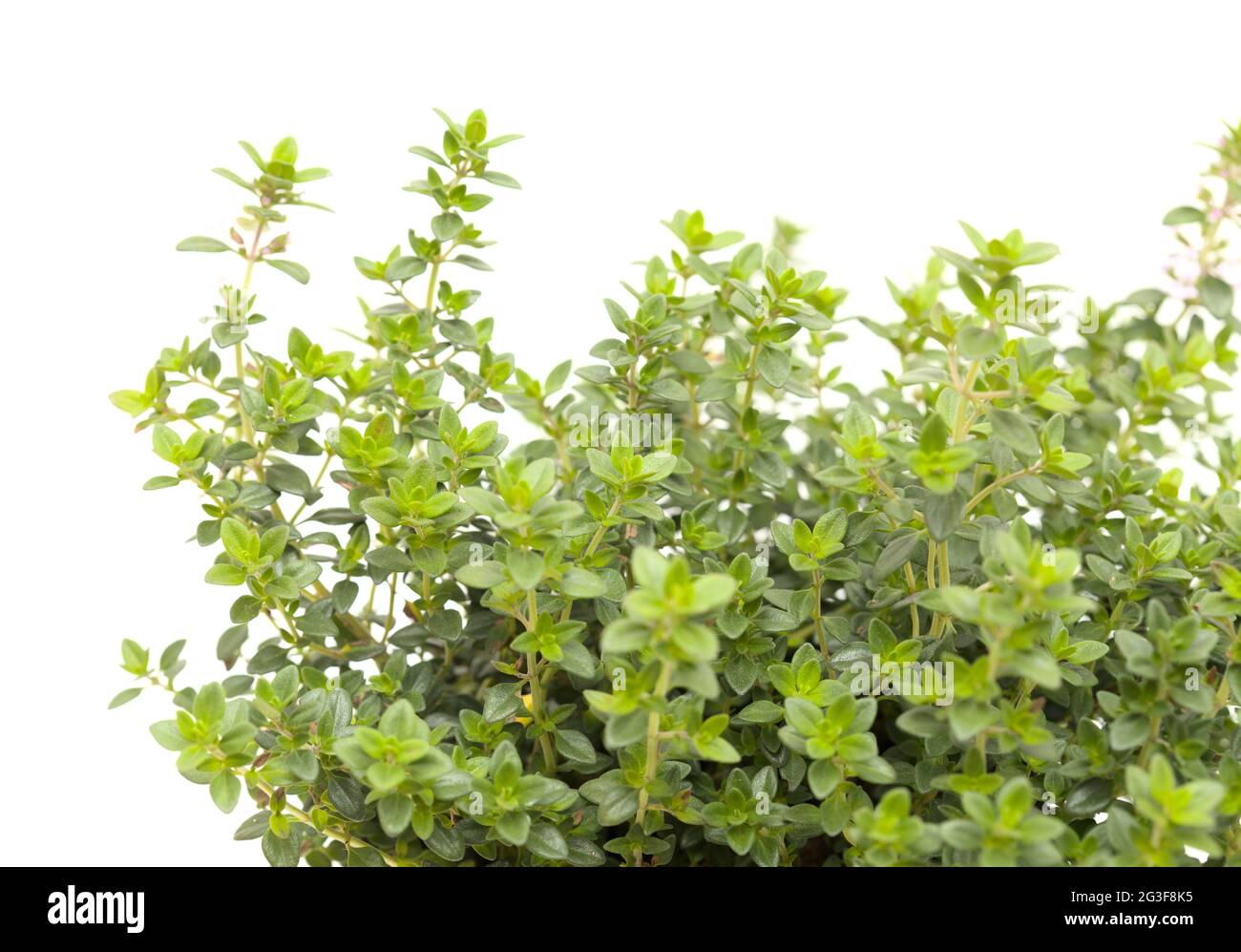 Thymus citriodorus AKA lemon thyme, isolated on white background Stock ...