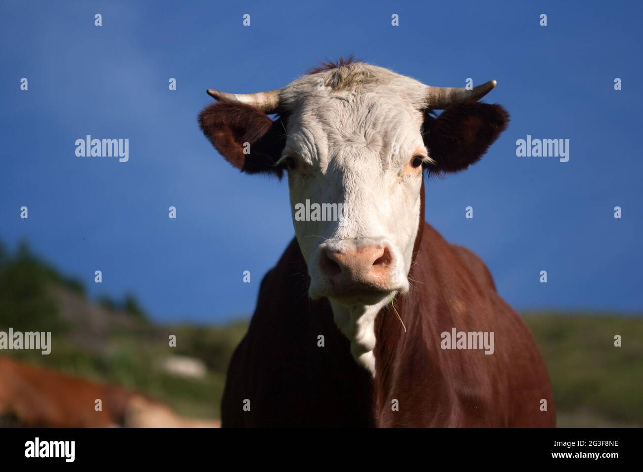 Cow in a prairie Stock Photo - Alamy
