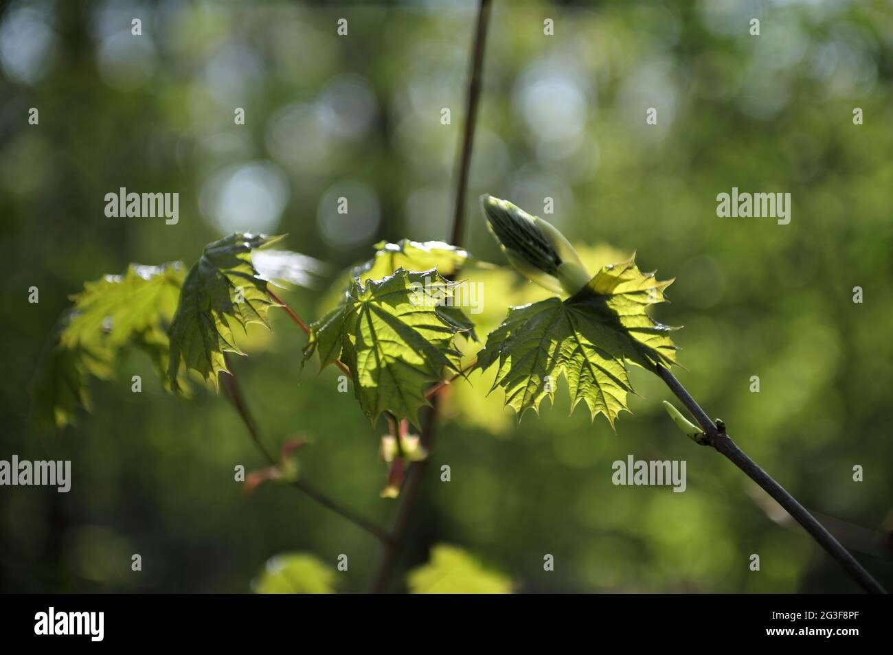 First leaves hi-res stock photography and images - Alamy
