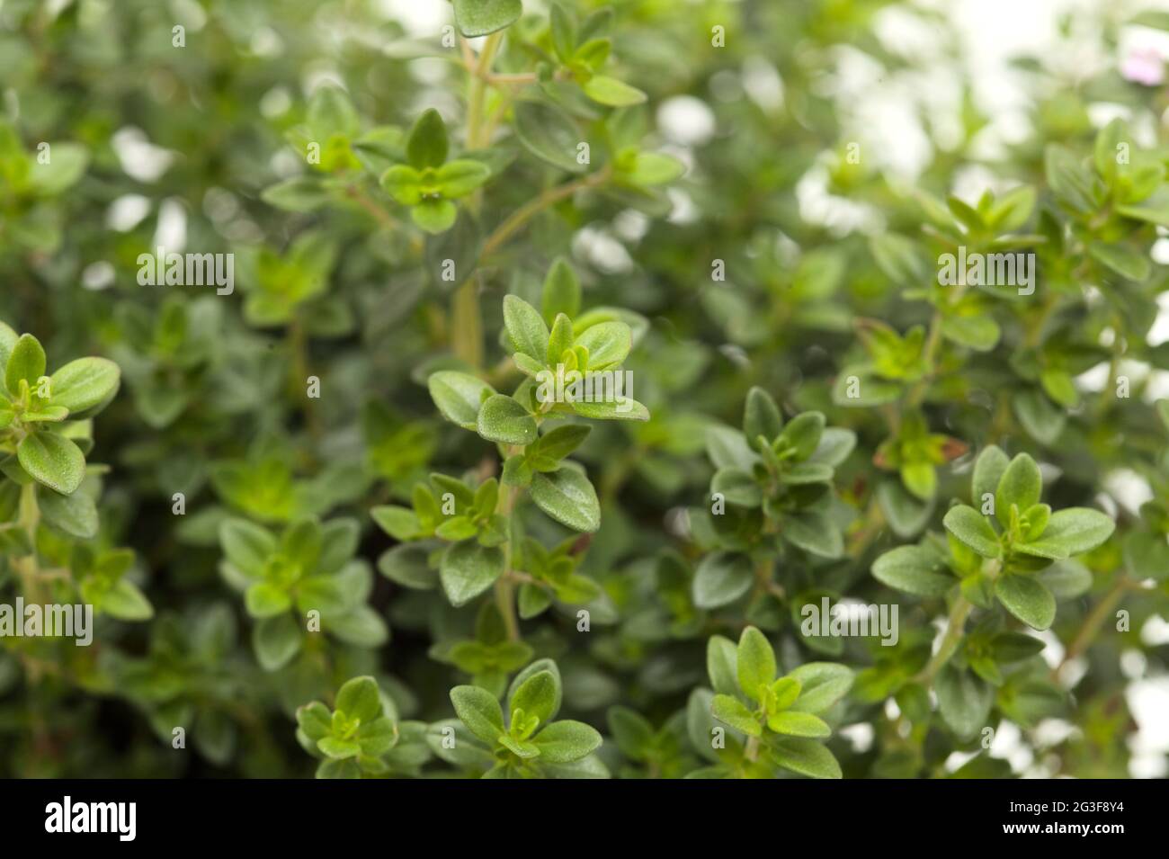 Thymus citriodorus AKA lemon thyme, isolated on white background Stock ...