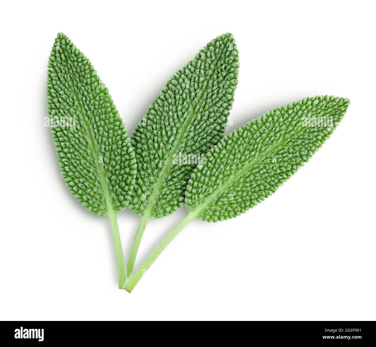 fresh sage herb isolated on white background with clipping path and ...