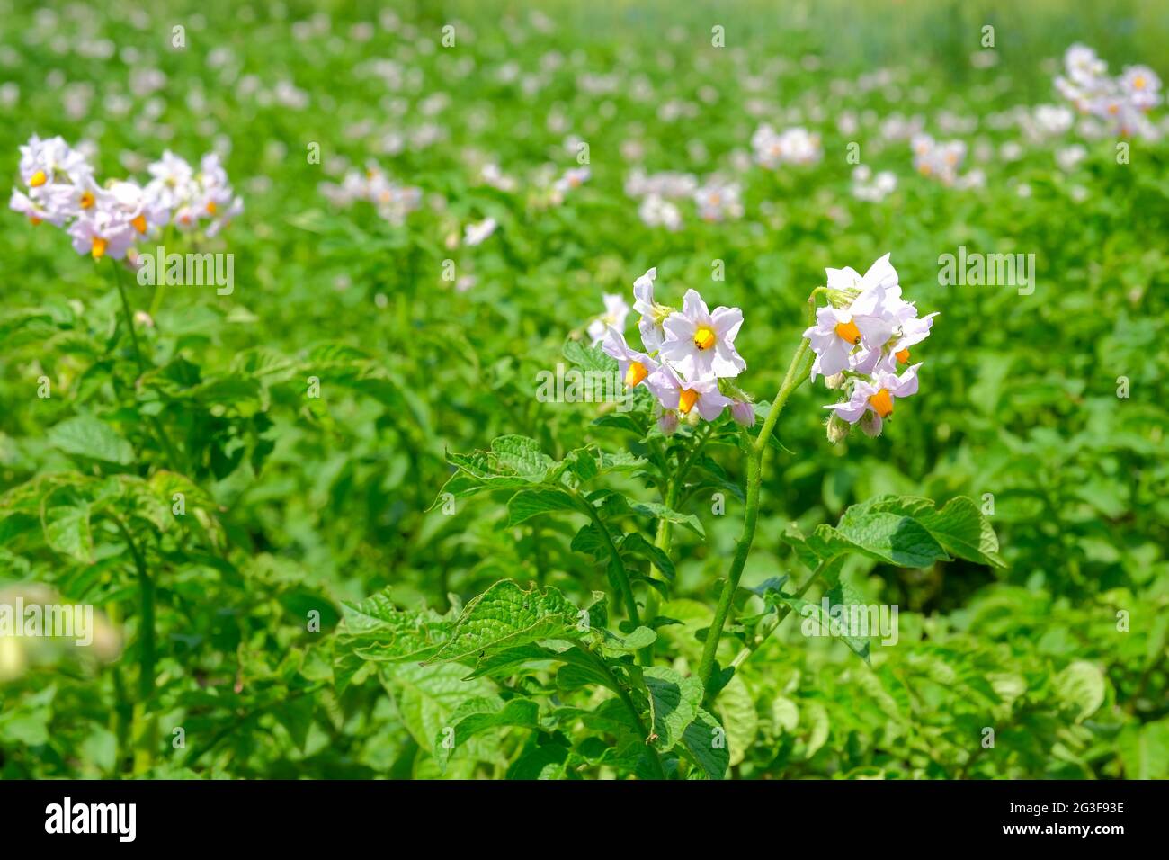 Potato field flower hi-res stock photography and images - Alamy