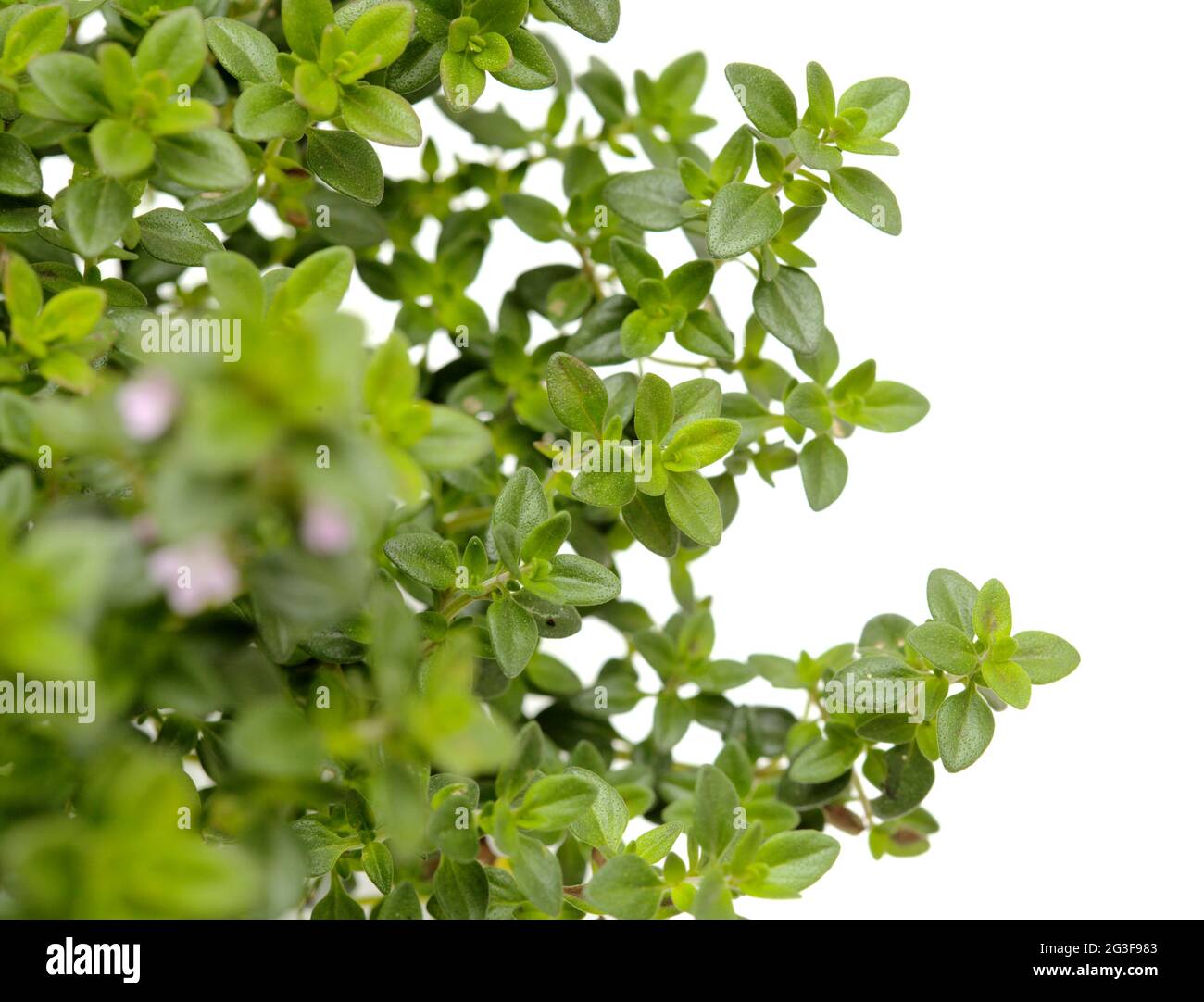 Thymus citriodorus AKA lemon thyme, isolated on white background Stock ...