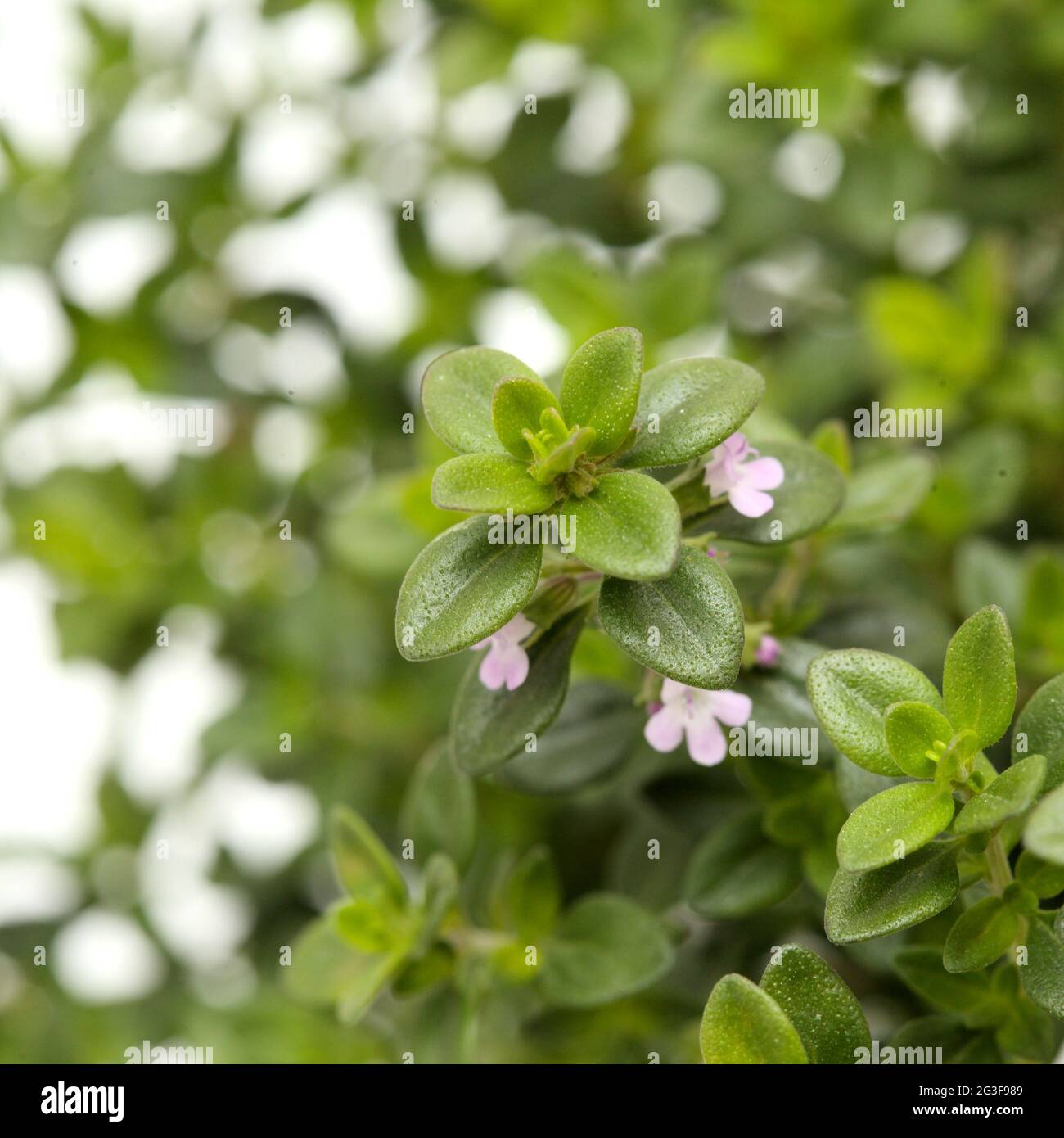Thymus citriodorus AKA lemon thyme, isolated on white background Stock ...