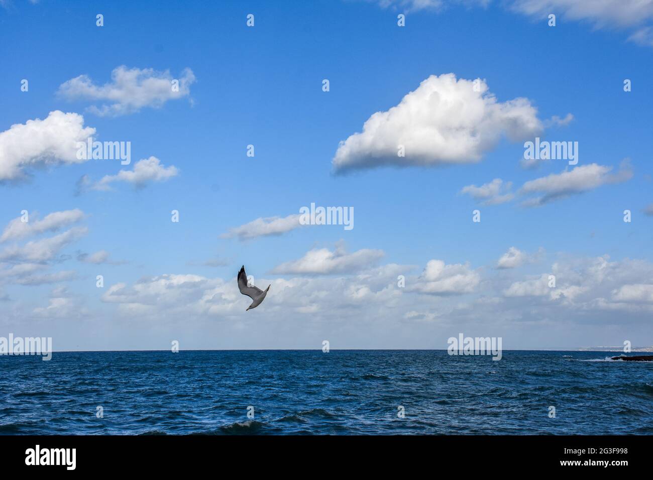 Seagull diving into the water for fishing in Tipaza, Algeria Stock ...