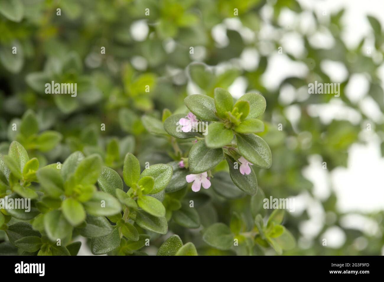 Thymus citriodorus AKA lemon thyme, isolated on white background Stock ...