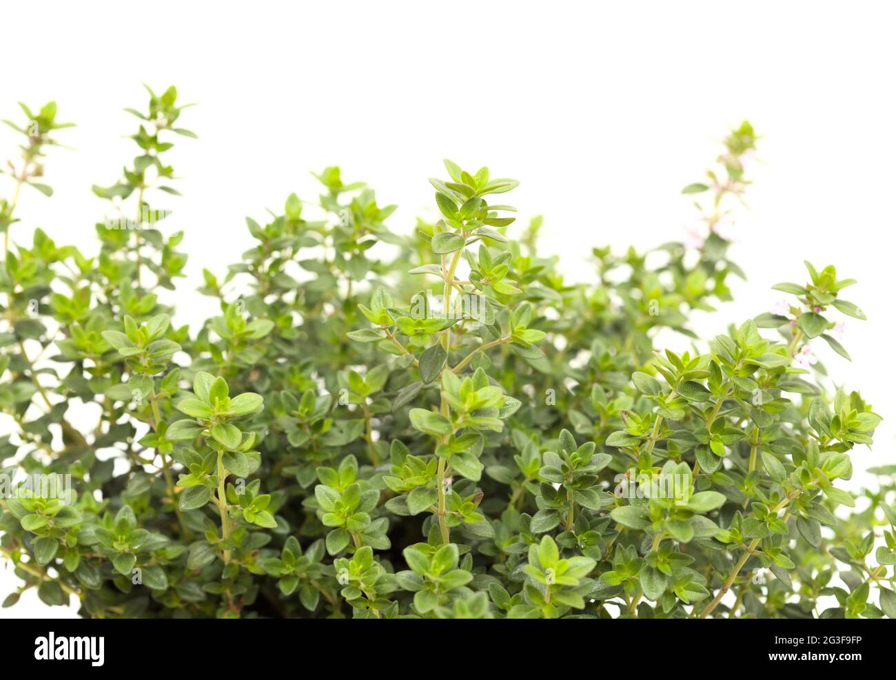 Thymus citriodorus AKA lemon thyme, isolated on white background Stock ...