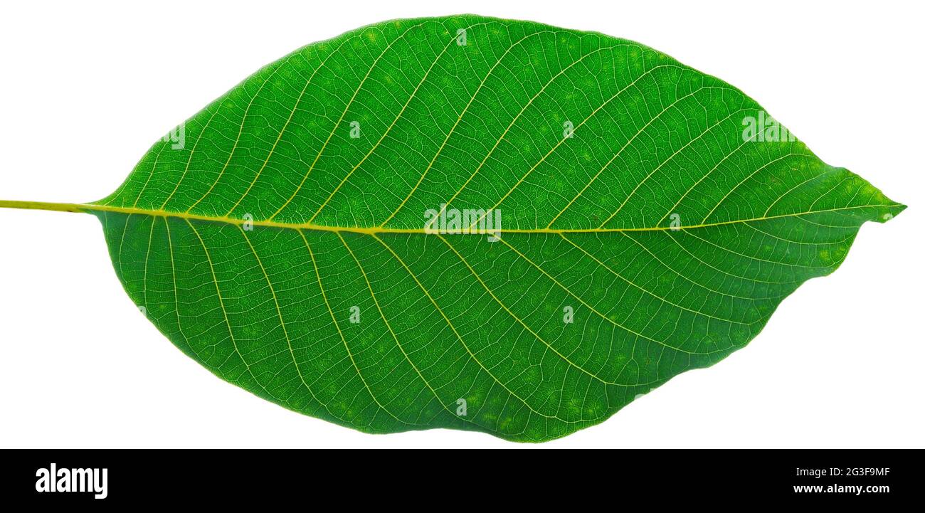 Walnut Structure High Resolution Stock Photography and Images - Alamy