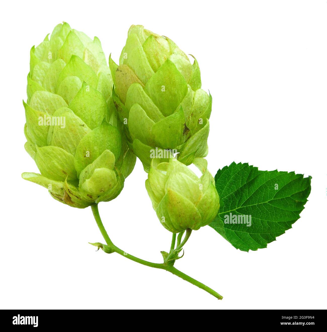 Dried hops hi-res stock photography and images - Alamy