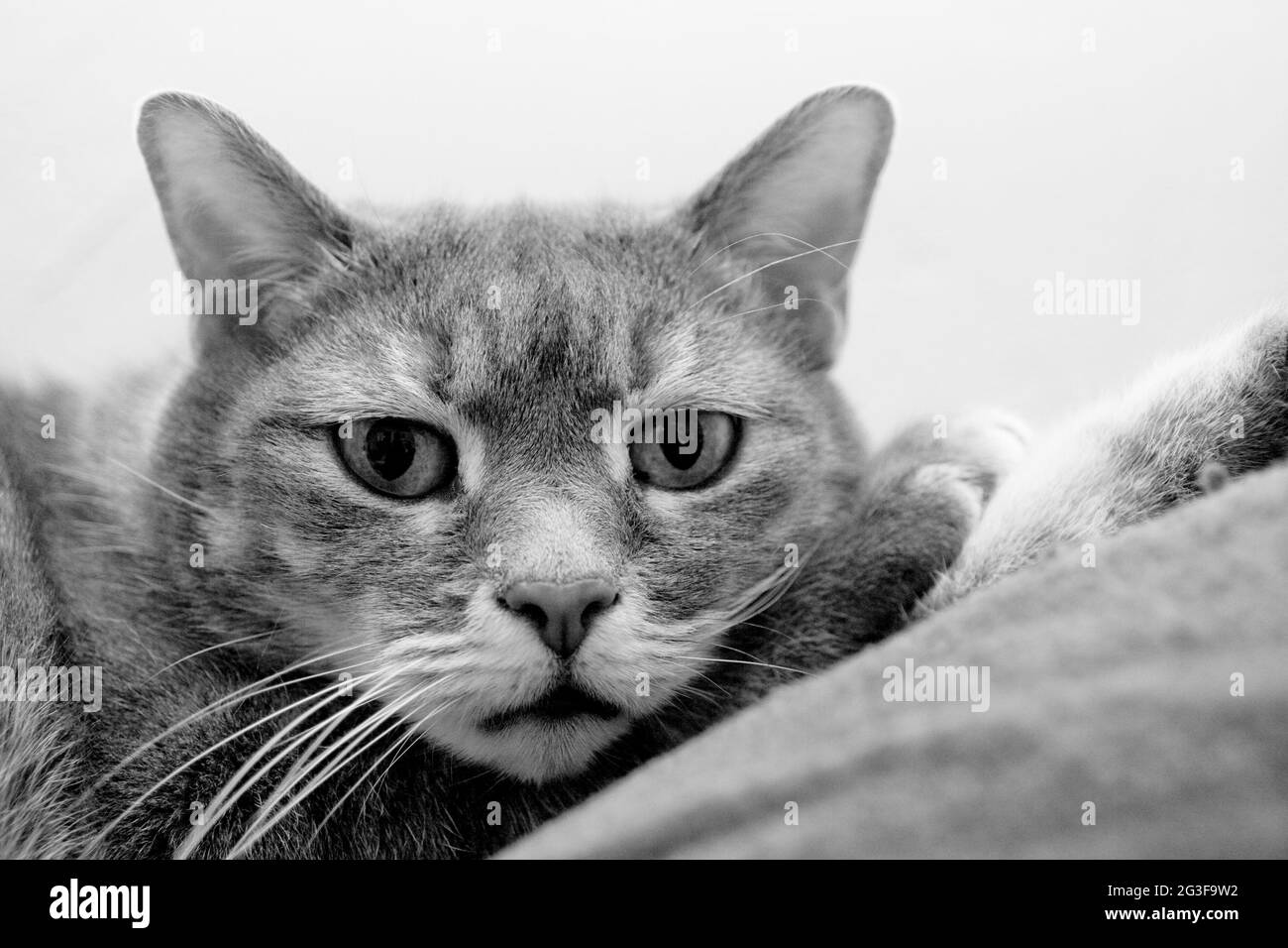 Angry cat domestic Black and White Stock Photos & Images - Alamy