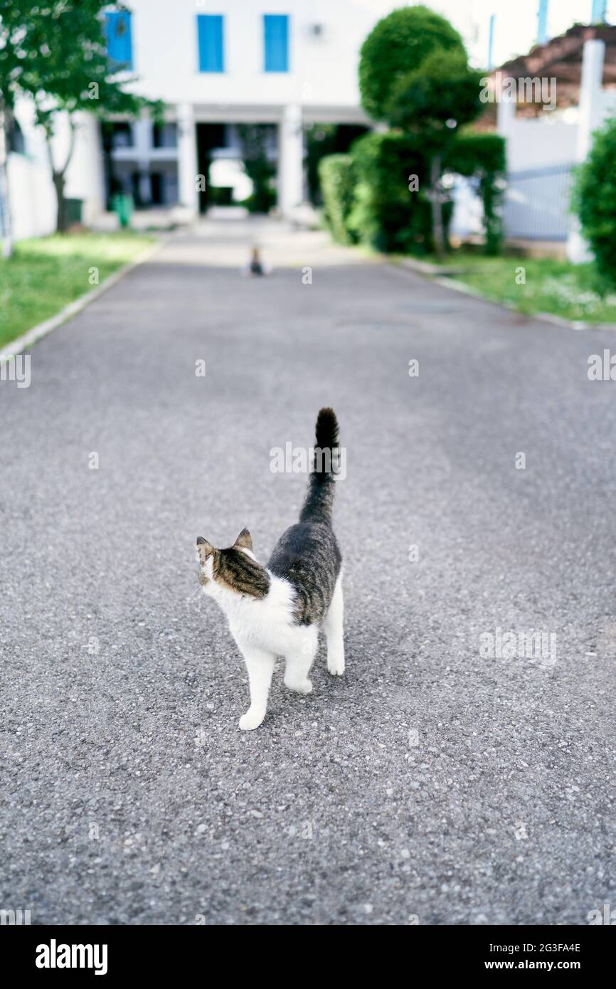 Cat walks on the asphalt against the background of a large building ...