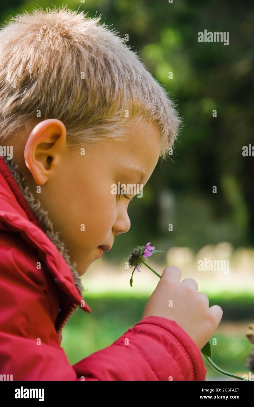Young boy smelling flower Stock Photo - Alamy
