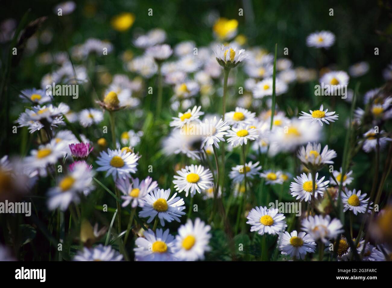 Field of daisies Stock Photo - Alamy