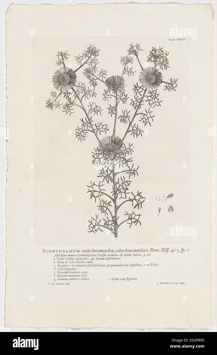 Cladanthus Arabic; Buphthalmum caule decomposita, Calycibus Ramiferis ...