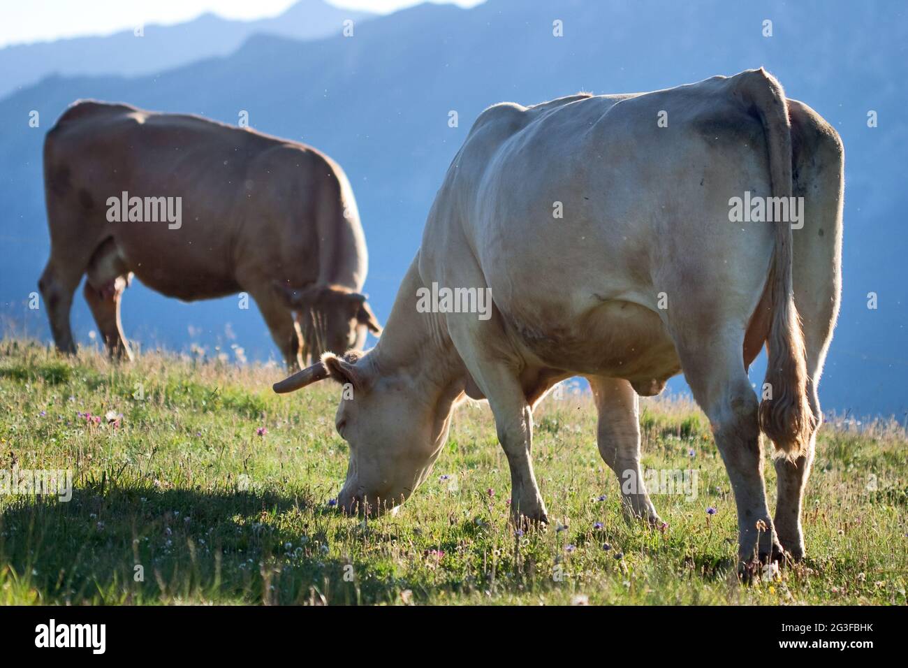 White cows in a prairie Stock Photo - Alamy
