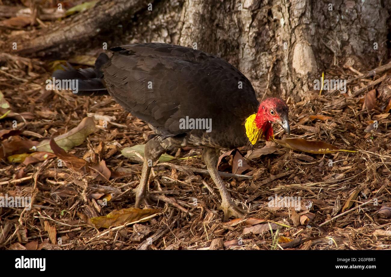Neck yellow hi-res stock photography and images - Alamy