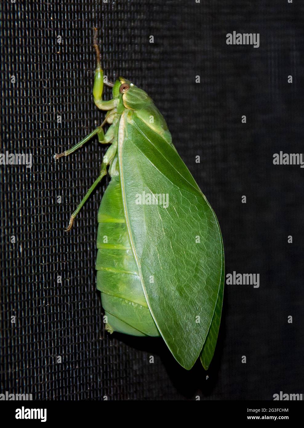 Male abdomen inflated hi-res stock photography and images - Alamy