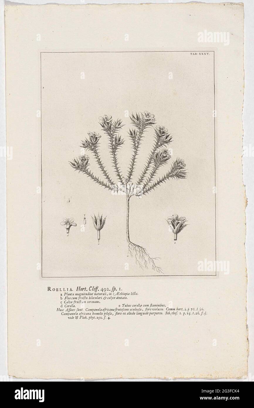 Roella ciliata; Roellia. Hort. Cliff. 492. Sp. 1. At the top right ...