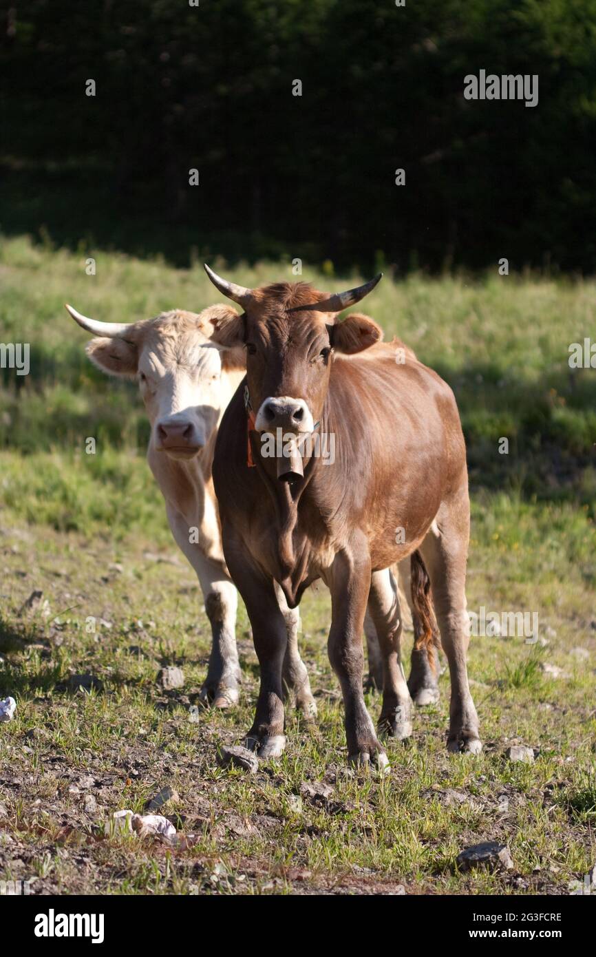 Cow in a prairie Stock Photo - Alamy