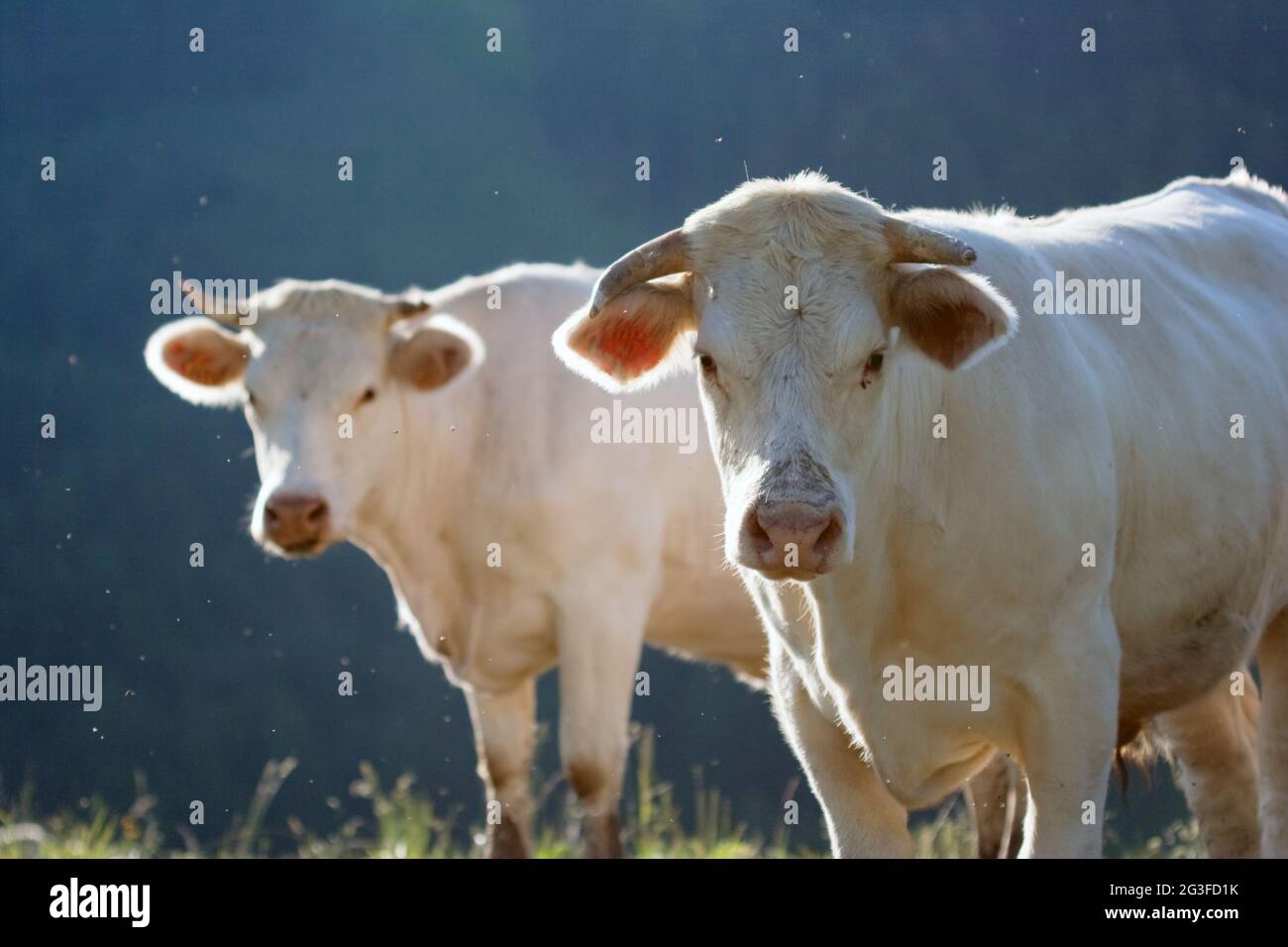 Animal pastoral pastoral prairie hi-res stock photography and images ...