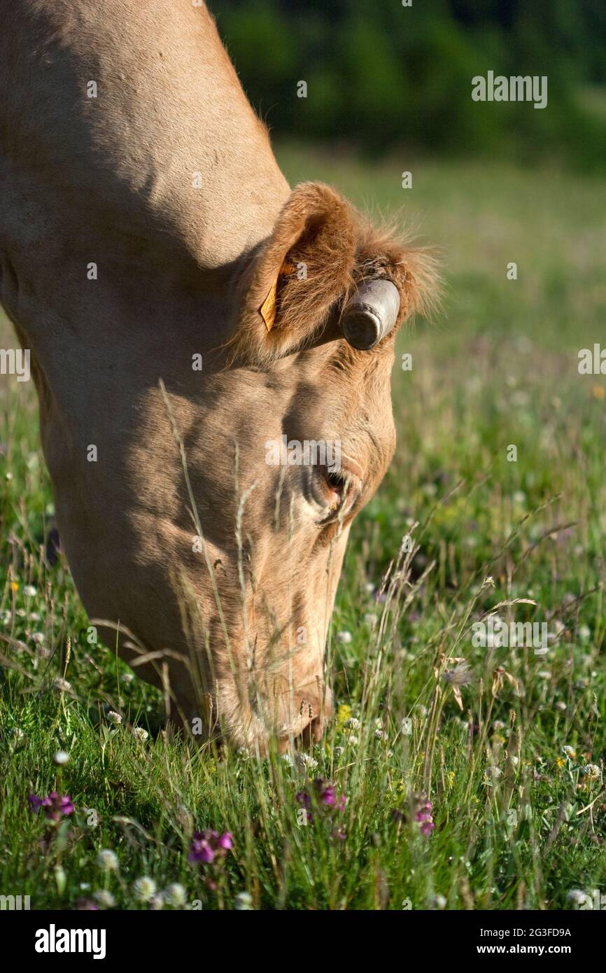 Cow in a prairie Stock Photo - Alamy