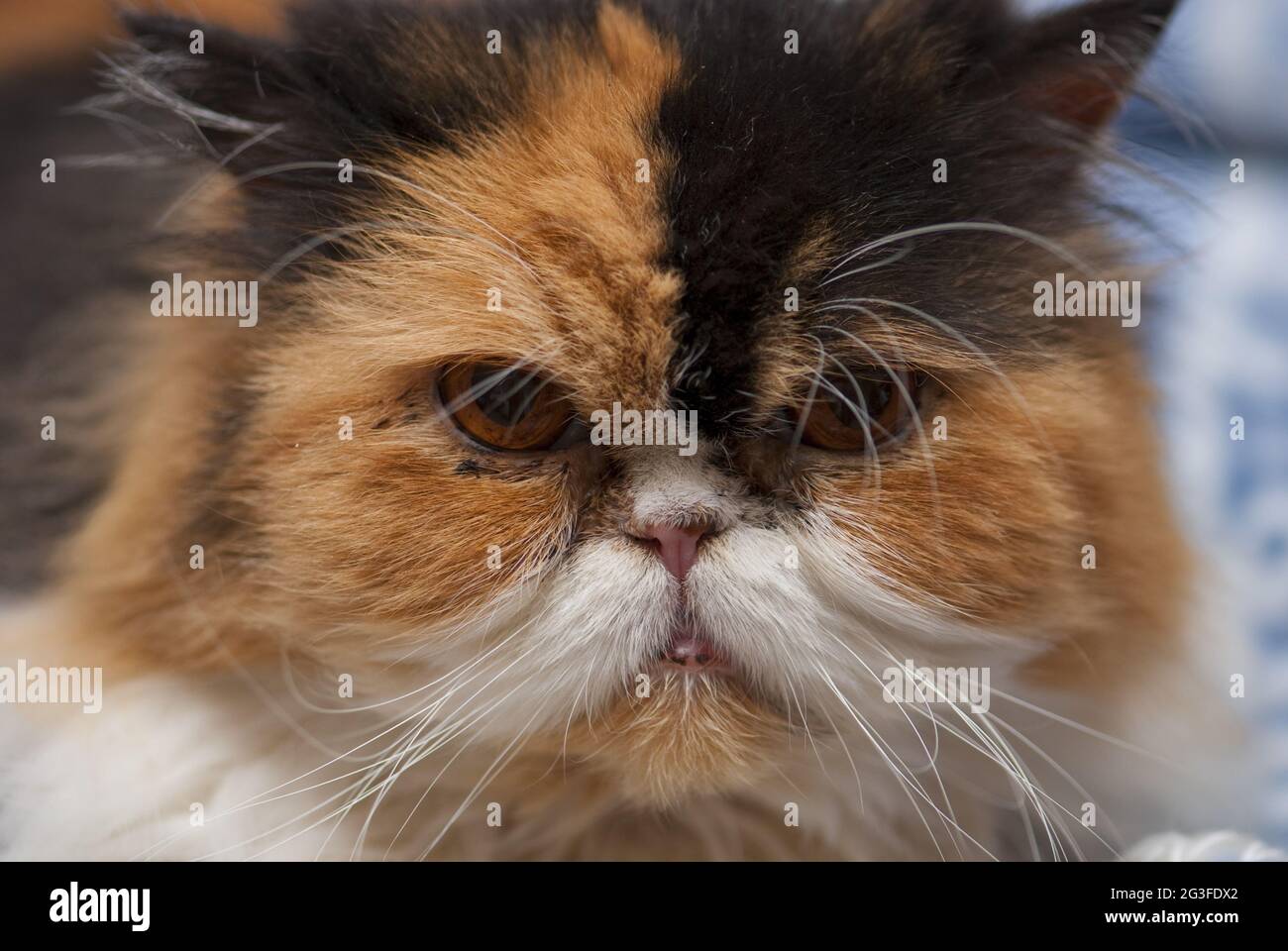 Cat Expression, Italy Stock Photo - Alamy