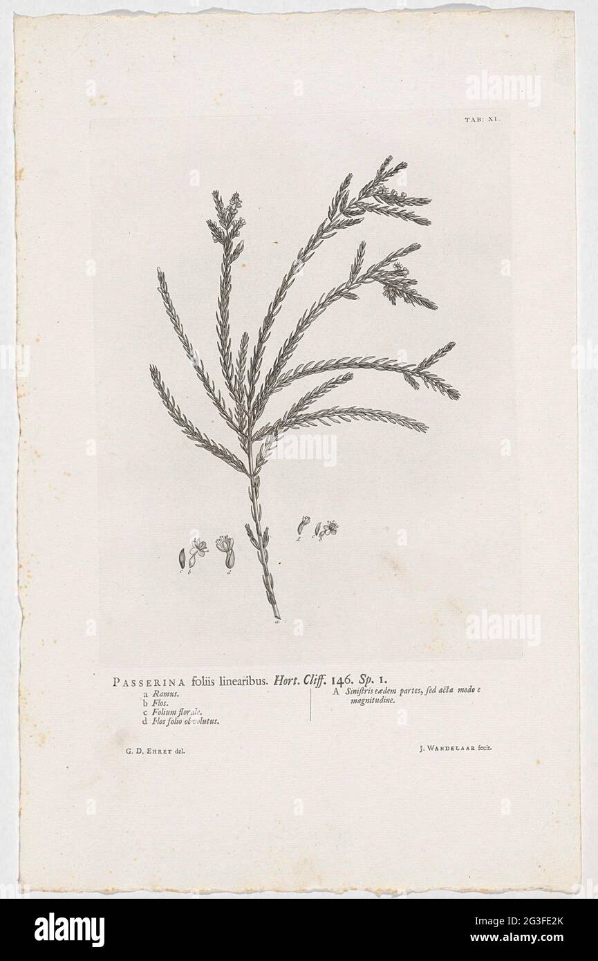 Passerina Philiformis; Passerina Foliis linearibus. Hort. Cliff. 146 ...